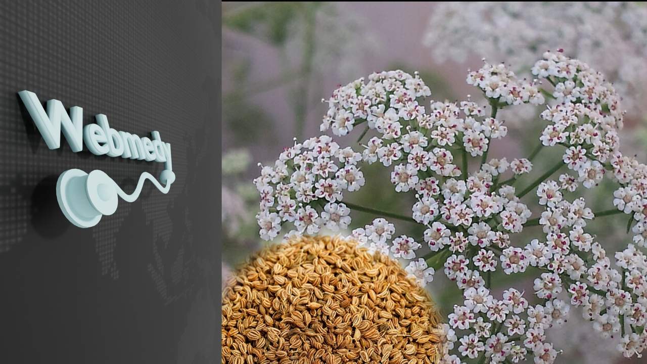 Carom Seeds (Ajwain) Benefits | Weight loss and Digestion